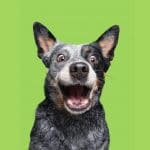 Daily Dog – Tasty Vitamin Chews For Dogs