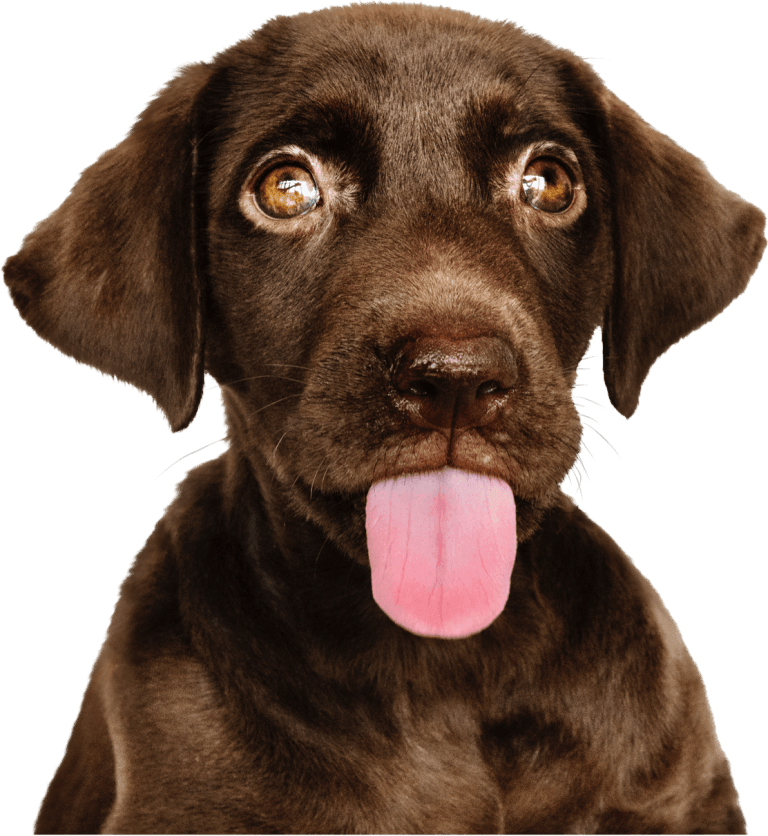 Daily Dog – Tasty Vitamin Chews For Dogs